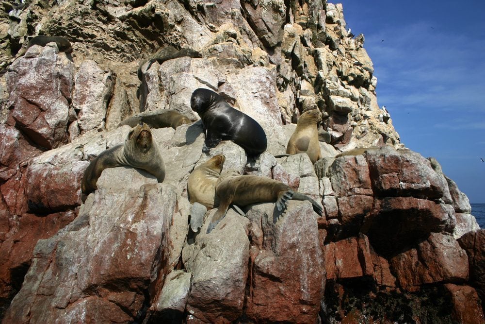 Photo Essay: Visiting the Ballestas Islands in Peru