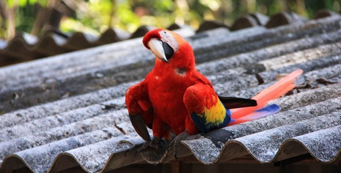 The Mayan Ruins of Copan: What You Must Know and Not Miss