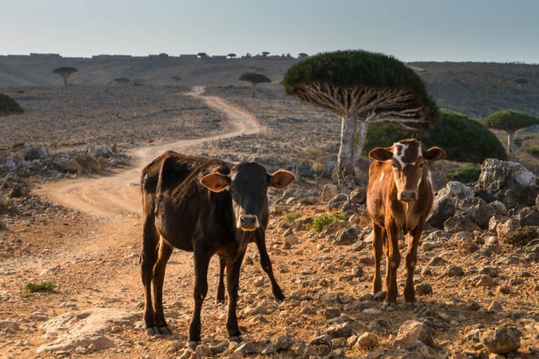 Everything You Must Know About Traveling To Socotra