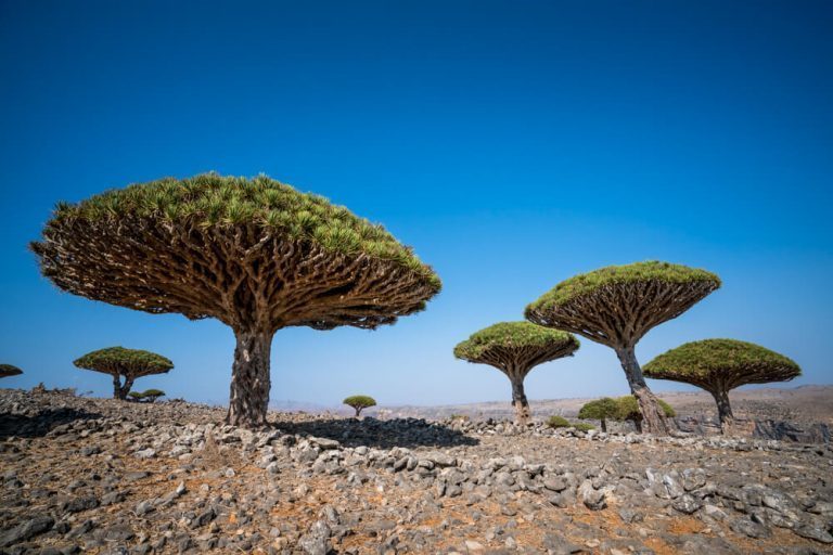 Everything You Must Know About Traveling To Socotra