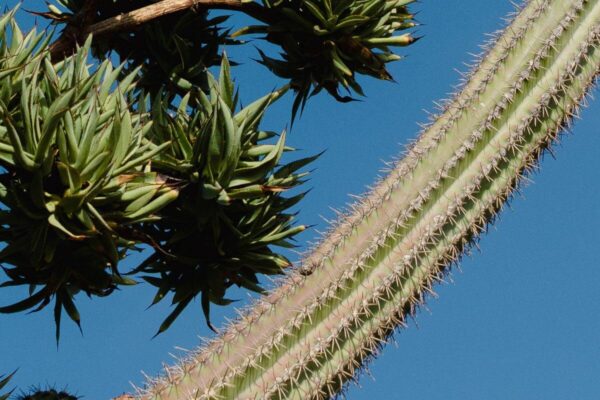 Aruba National Park | Exciting Arikok Sights & Activities